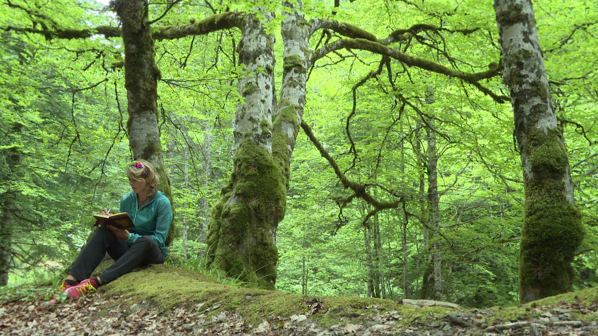 '80 cm' recorre la Selva de Irati en Navarra, el segundo hayedo-abetal ...
