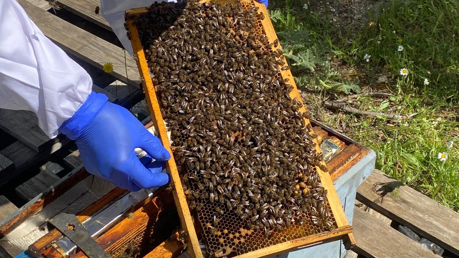 Las abejas, un ser pequeño con un inmenso impacto en el medioambiente