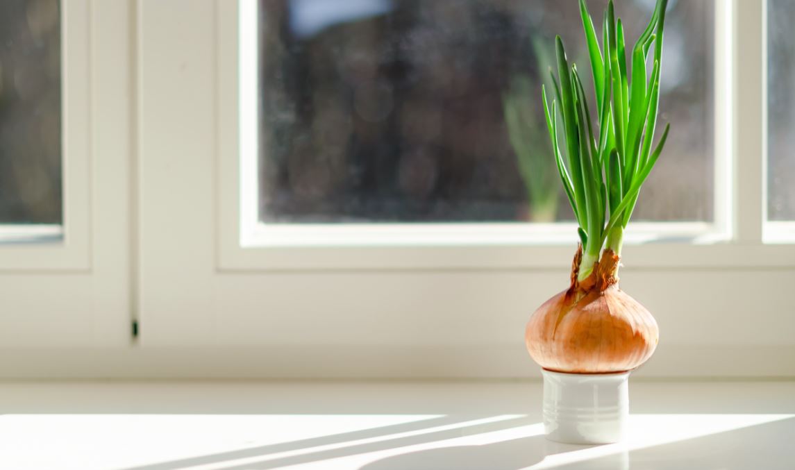 ¿Cómo plantar ajetes y cebolletas sin huerto?. RTVE.es