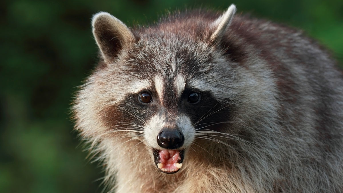 Alerta en Nueva York ante la aparición de mapaches rabiosos en Manhattan