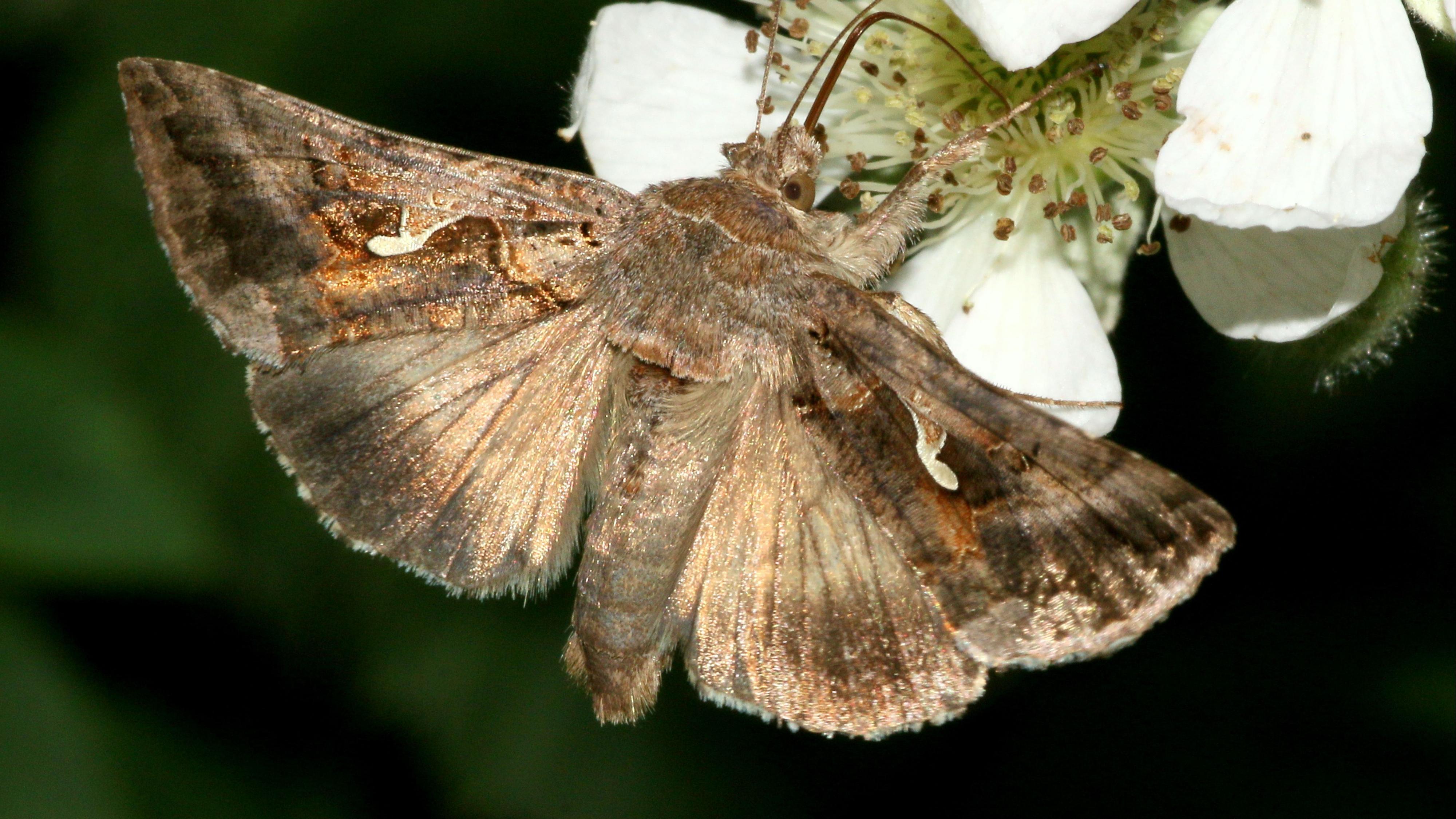 Plaga de polillas gigantes