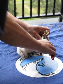 Nacen dos crías de halcón peregrino salvaje en el Museo de América, en ...