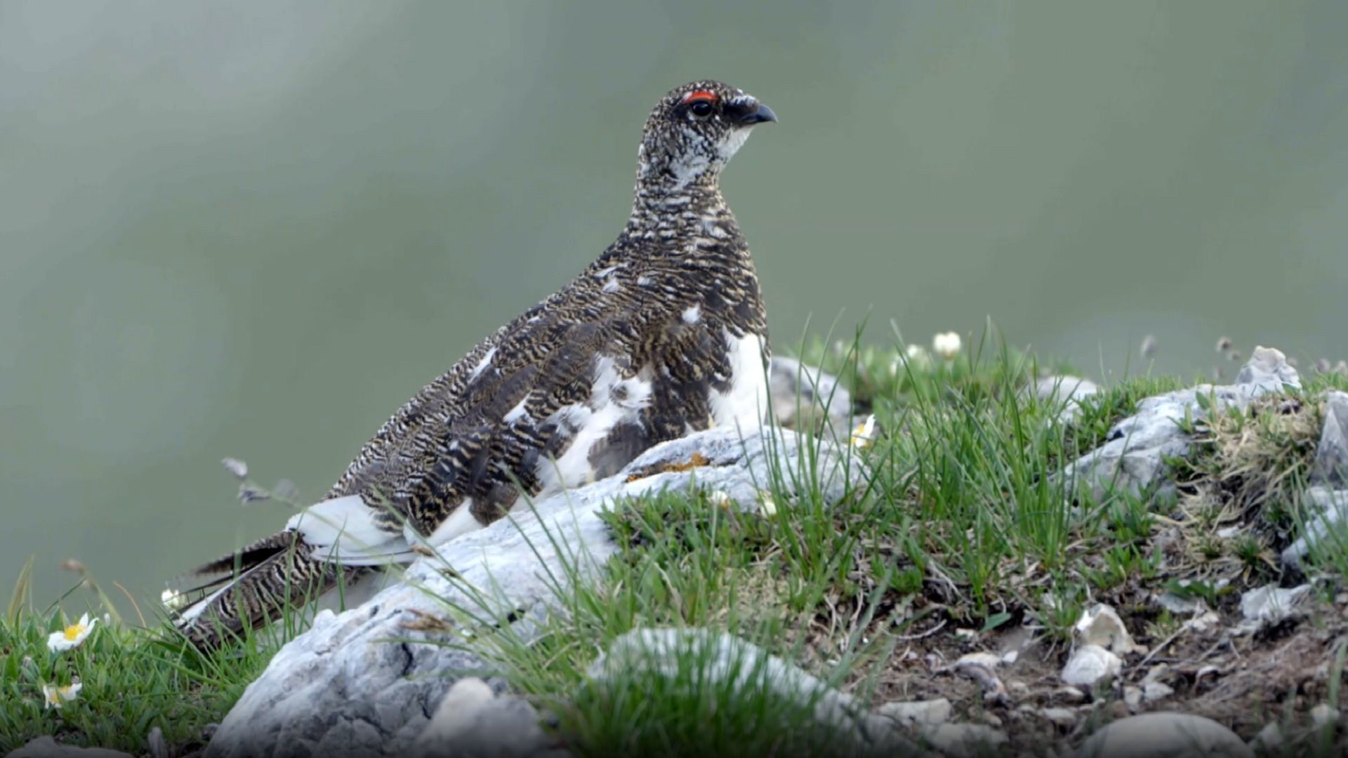 Perdiz nival: cómo proteger al ave que se camufla en la nieve