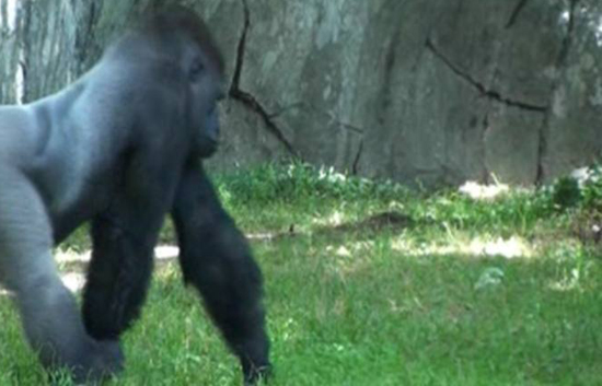 El bipedismo humano viene de ancestros árboreos, según un estudio de la ...