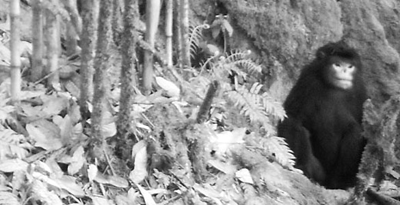 Captan las primeras fotos de un 'mono chato' vivo | RTVE.es