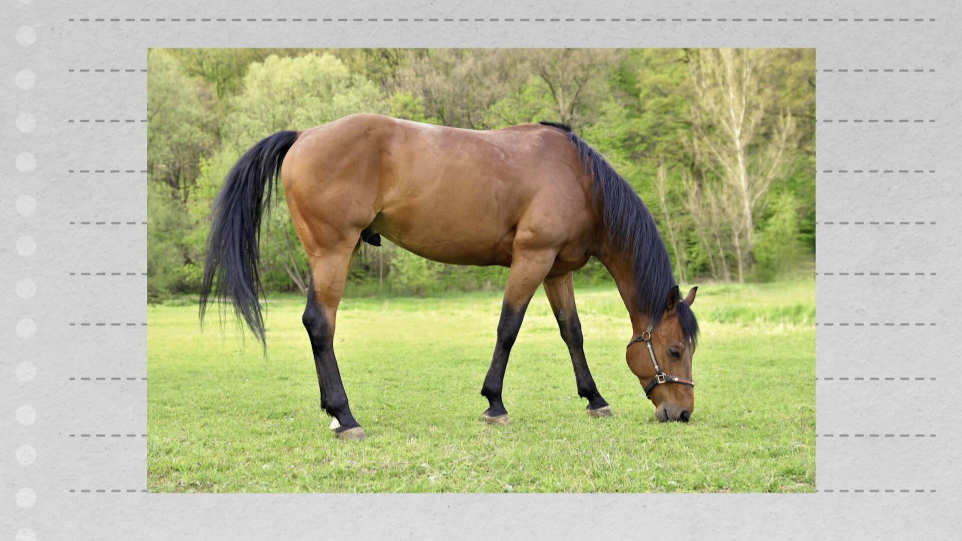 Cavall i euga: per què són paraules tan diferents?