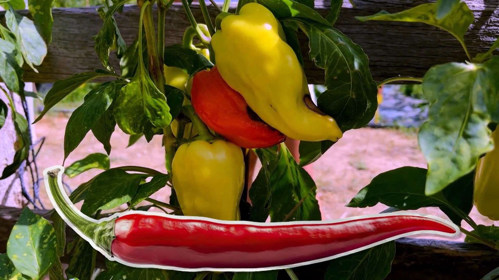 Xili: consells per cultivar aquest pebrot picant