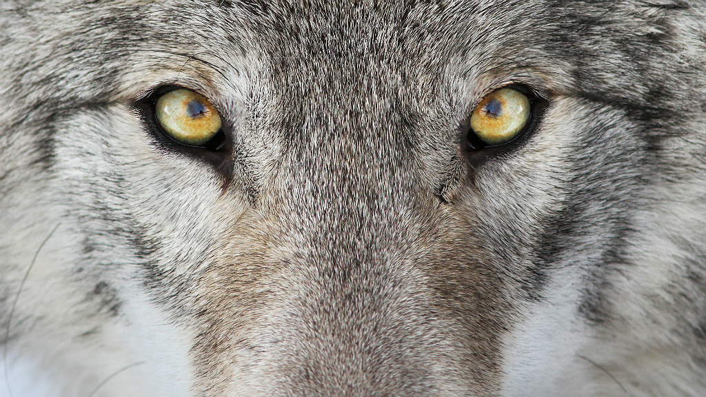 Convivencia entre ganadería y lobos
