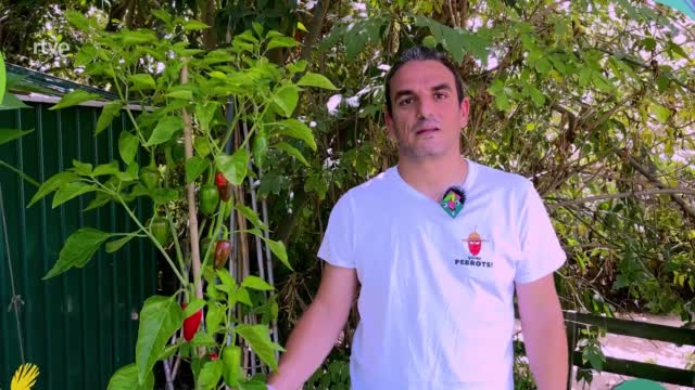 Xili: com creuar-lo per aconseguir noves varietats