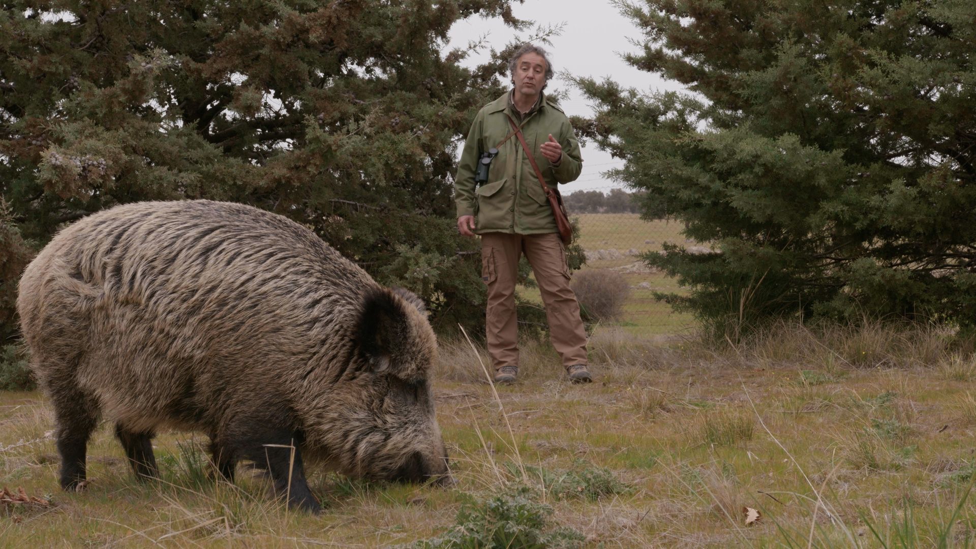 Cuaderno de campo: 7 curiosidades sobre el jabalí
