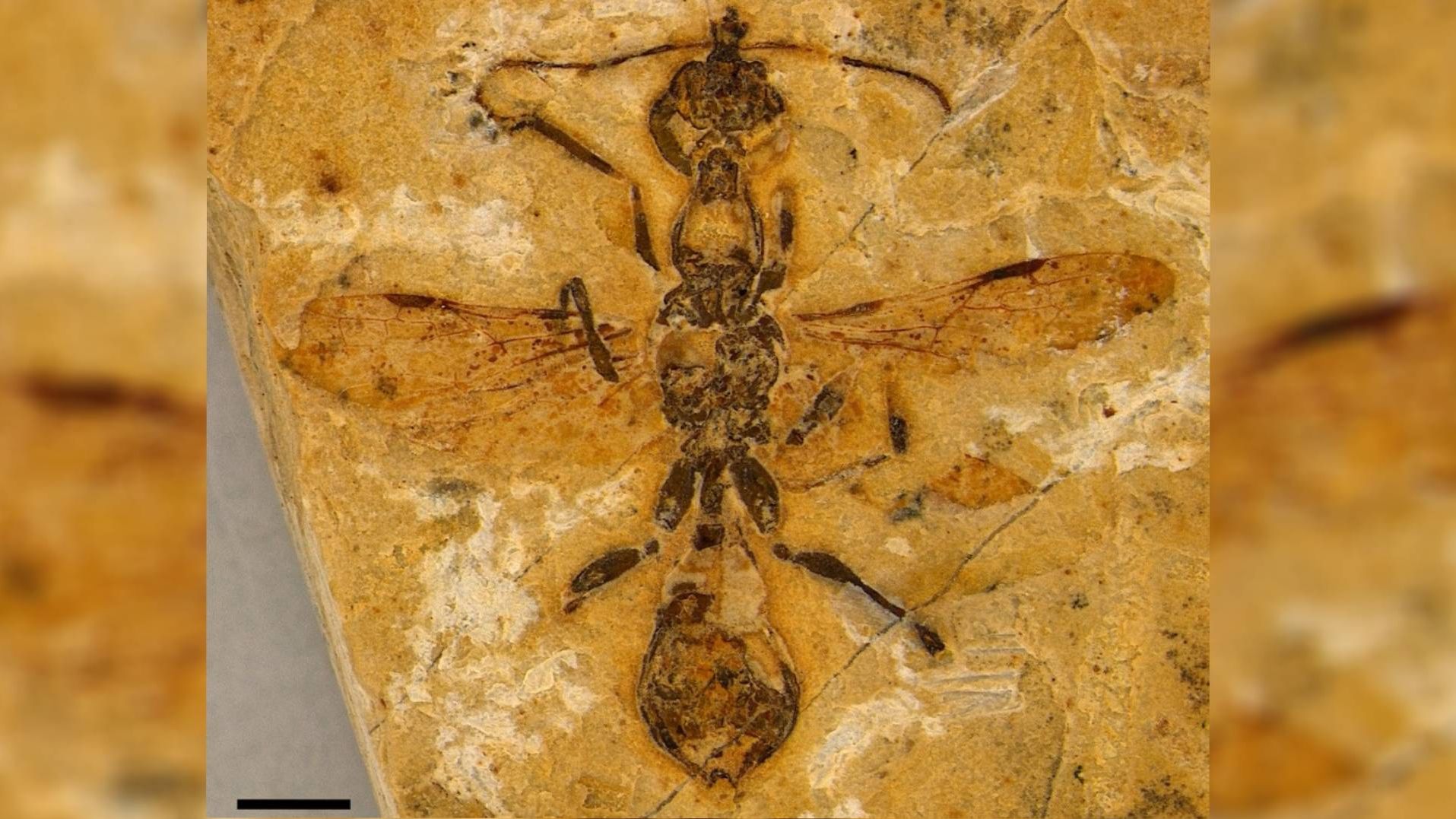 Una Hormiga Fósil De 113 Millones De Años La Más Antigua Descubierta