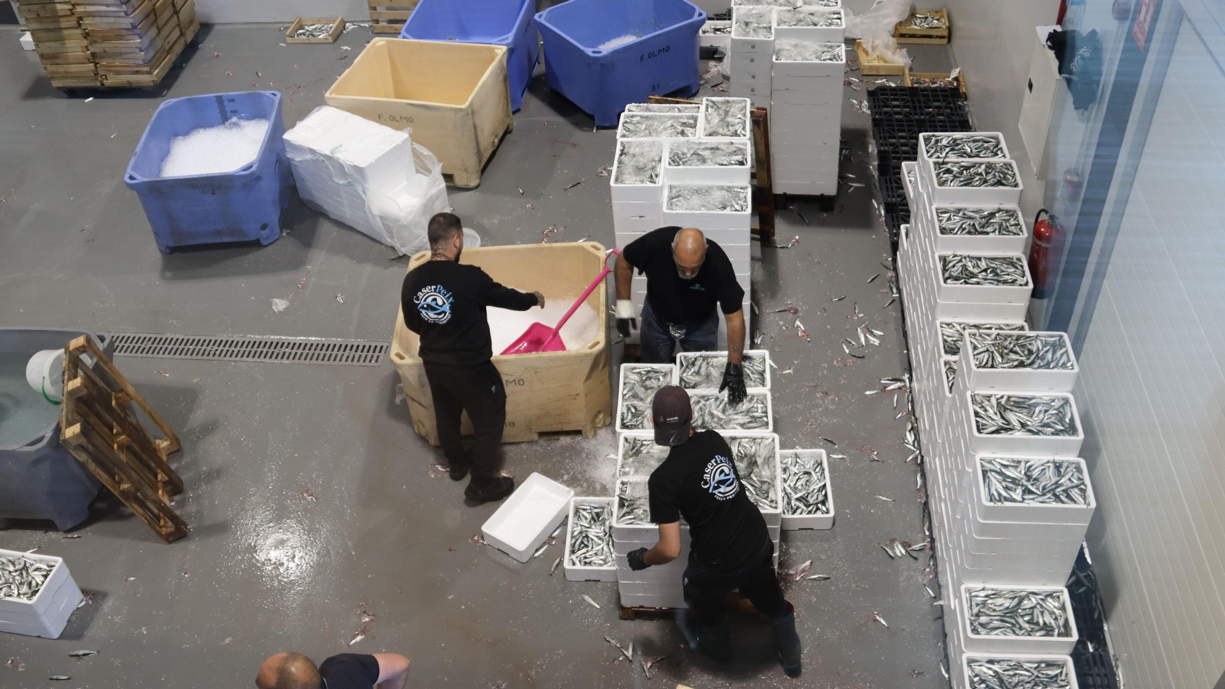 Els pescadors de Barcelona tindran nova llotja