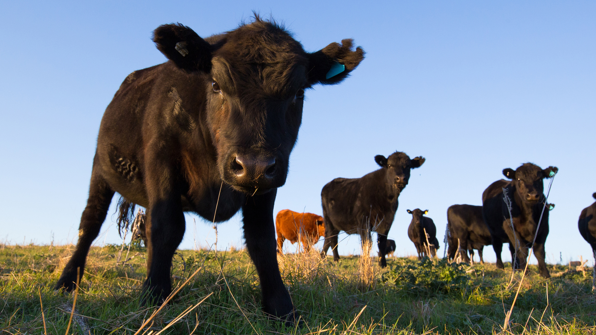 Escocia identifica un caso de vaca loca en una de sus granjas