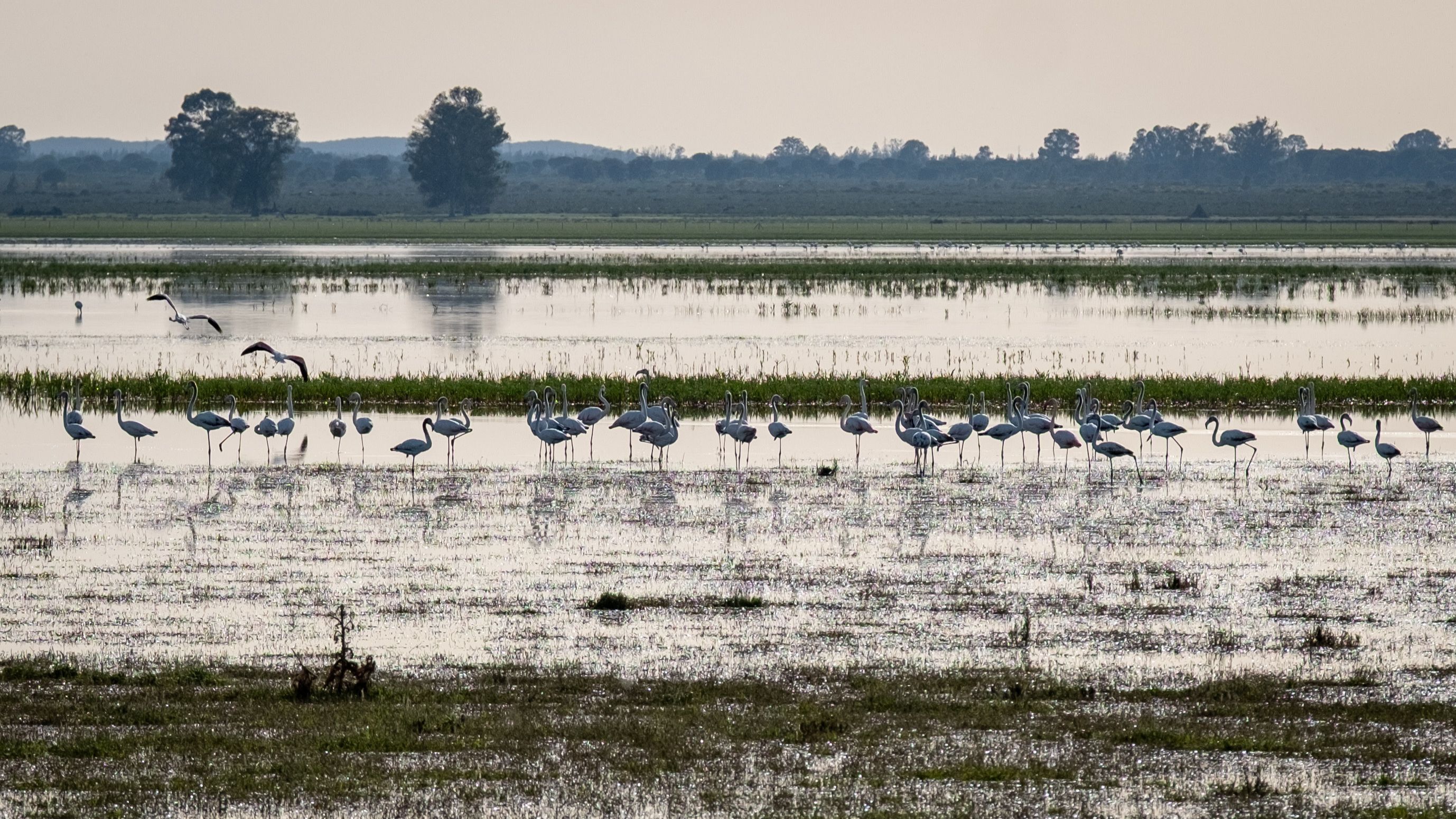 Las marismas de Doñana podrían desaparecer antes de 2086 por el ...