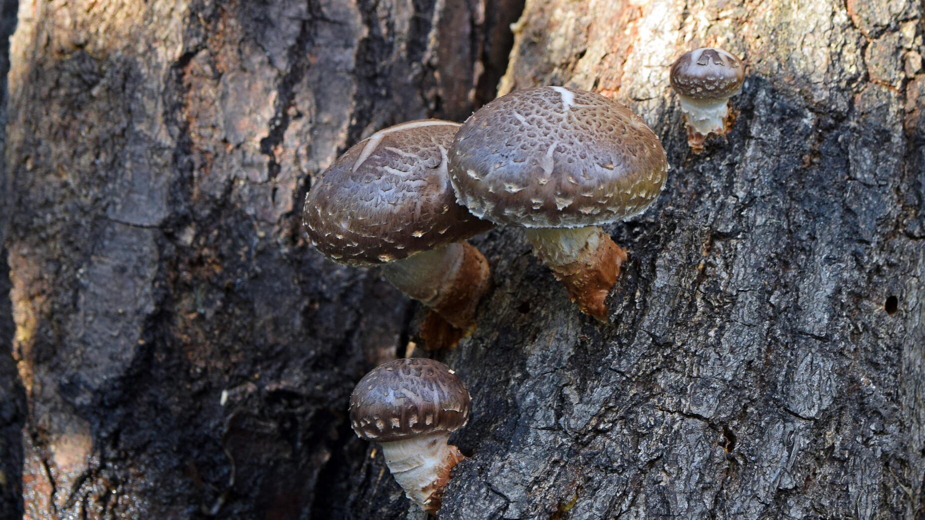Extracto de setas chinas para combatir una temible bacteria ...