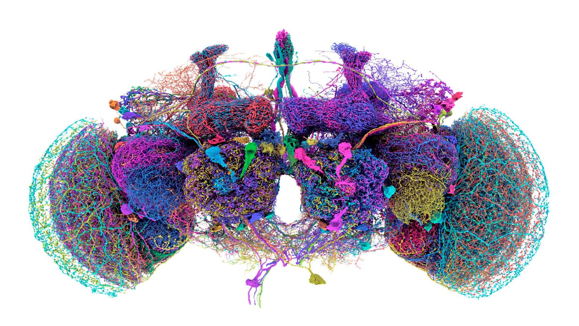 Crean un 'Google Maps' del cerebro de la mosca de la fruta