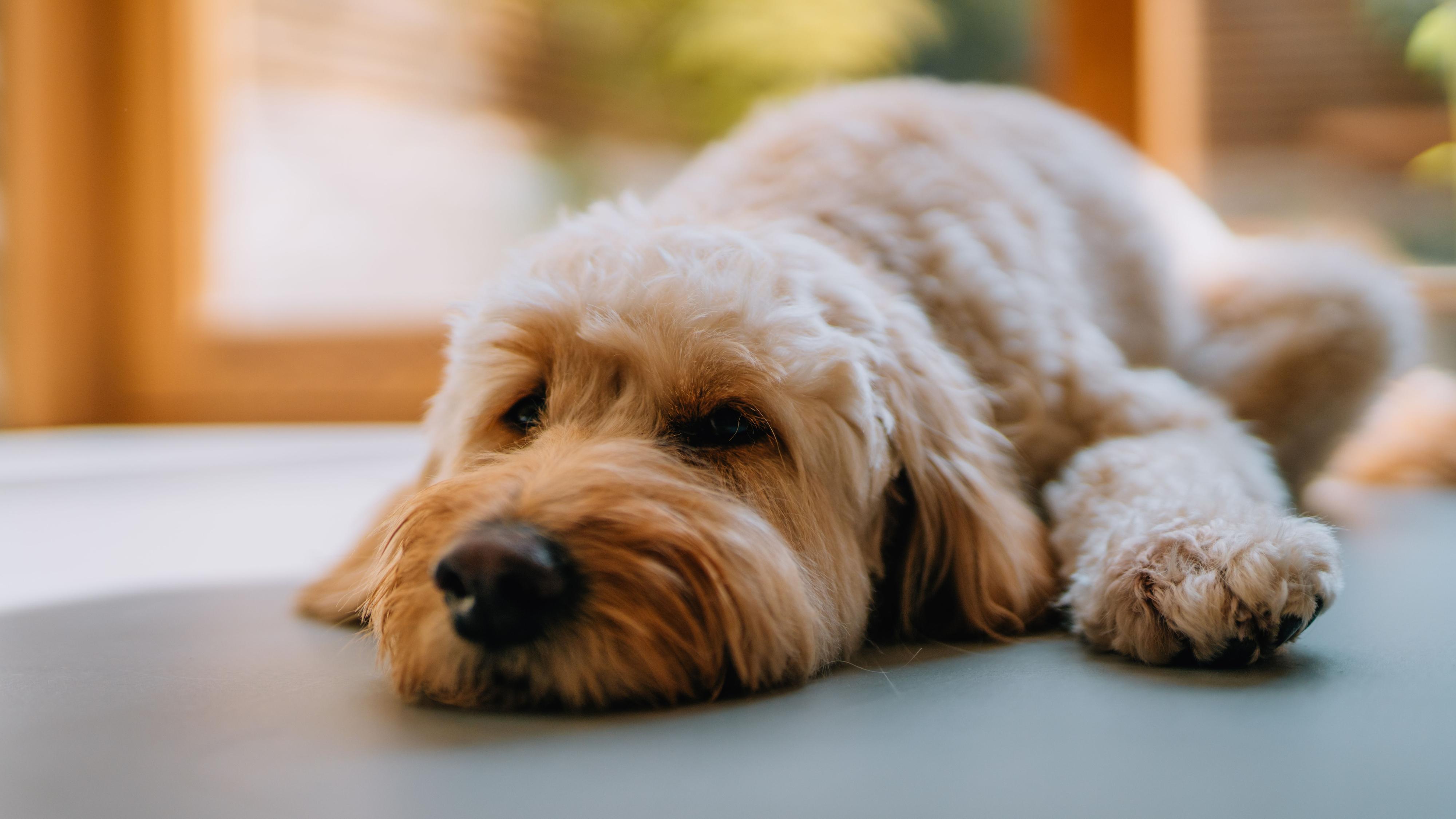 Els gossos que acompanyen en el dol