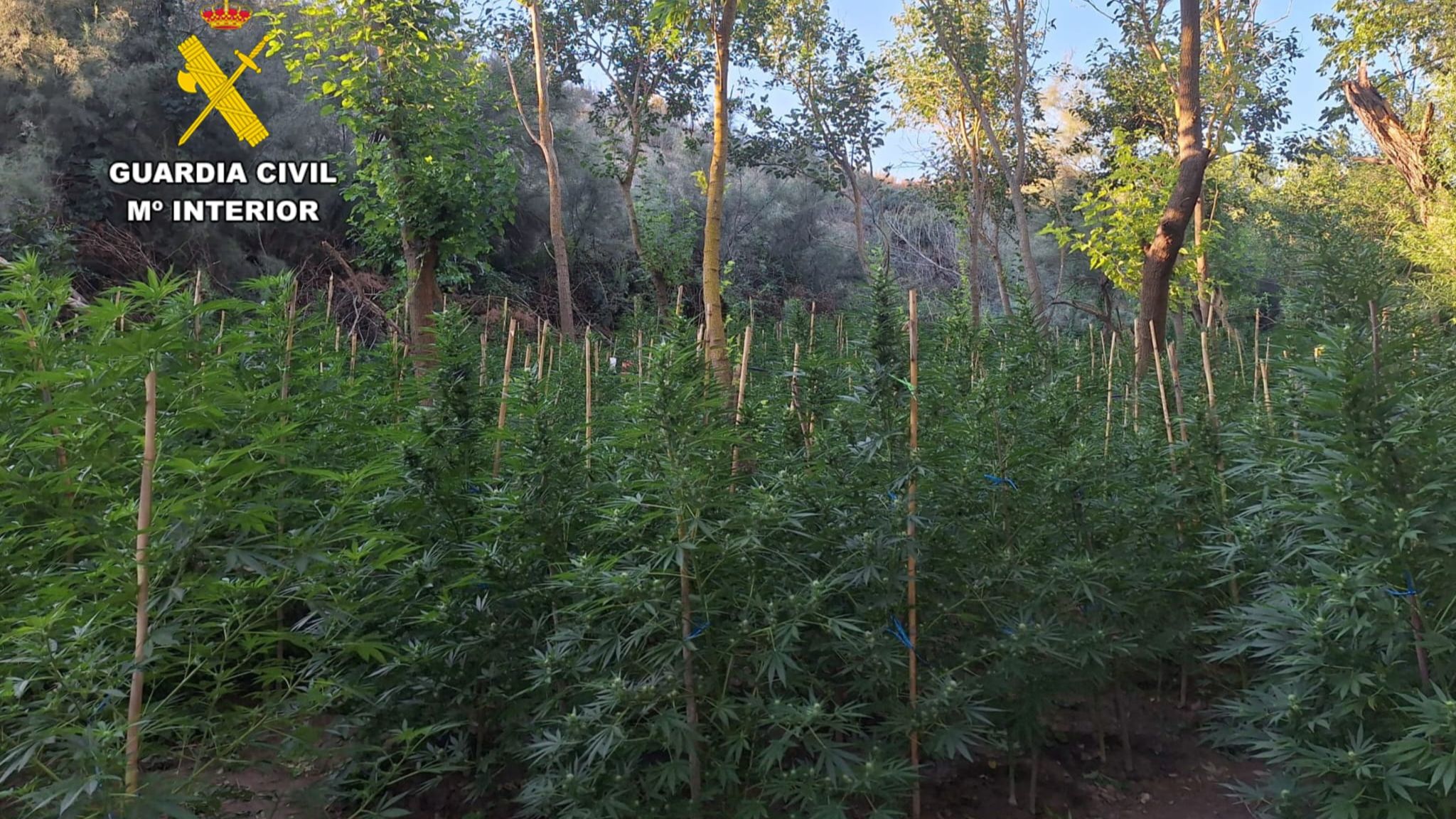 Desmantelada una plantación de marihuana en Escatrón, Zaragoza