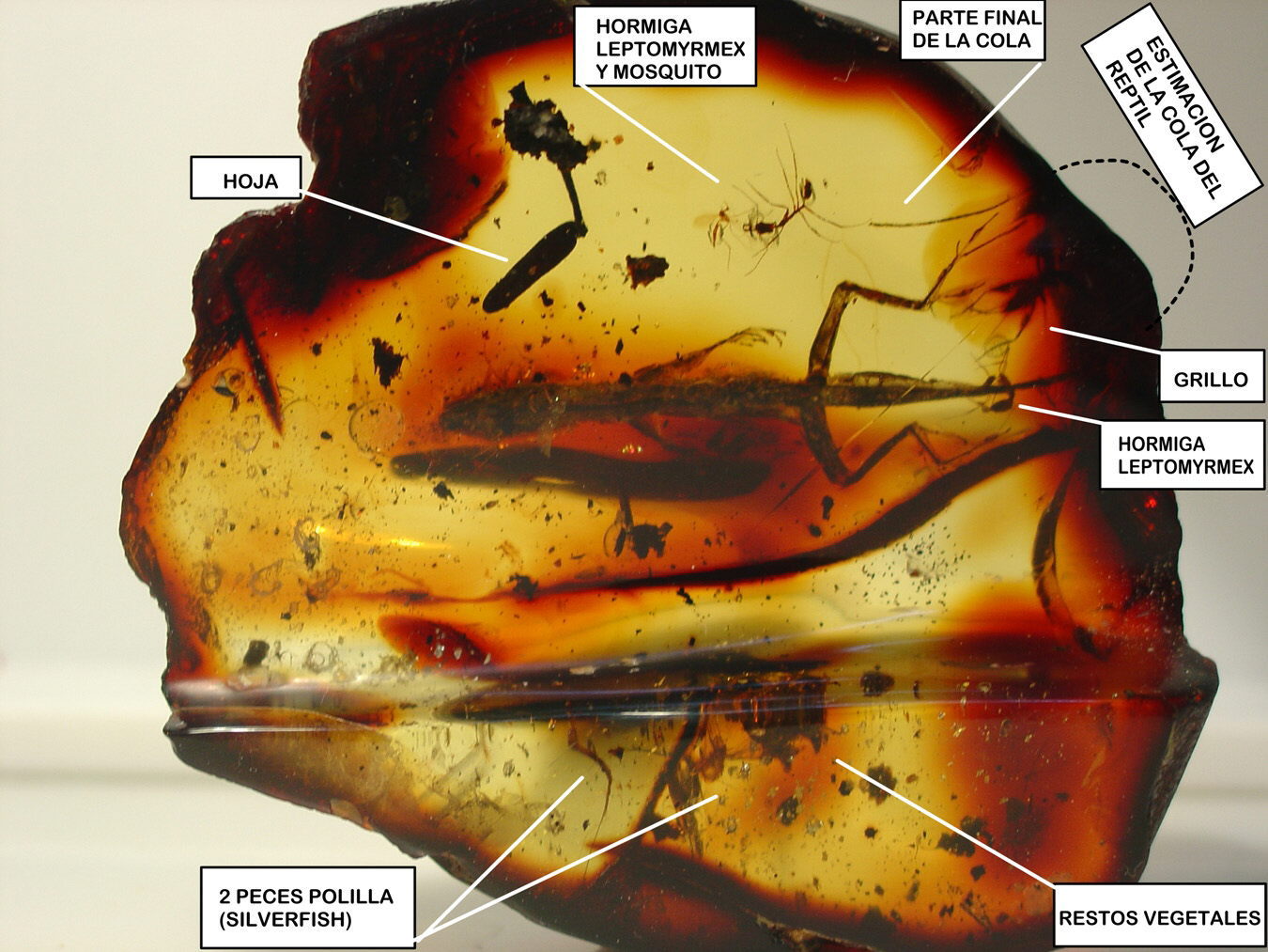 Hallan en México el animal más grande encerrado en ámbar