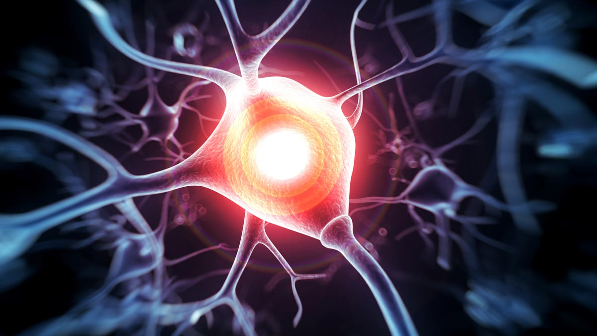 Molécula que podría actuar como neuroprotector del ictus | RTVE