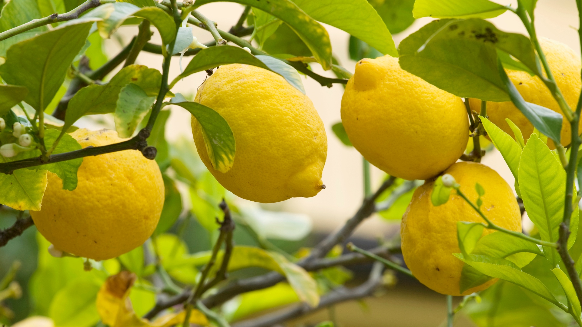 Lo que quizá no sabías del limón y sus múltiples usos