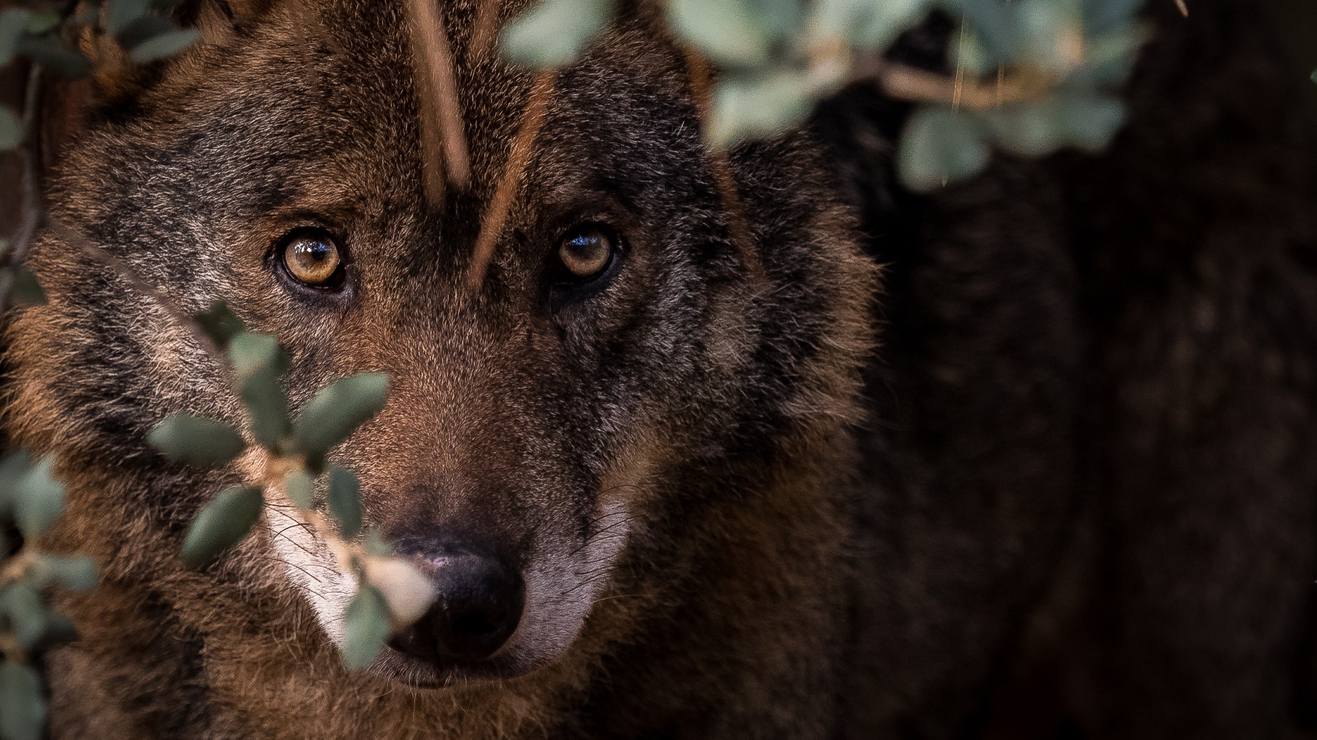Lobo ibérico y oso pardo: "El cuento no es como nos lo contaron"