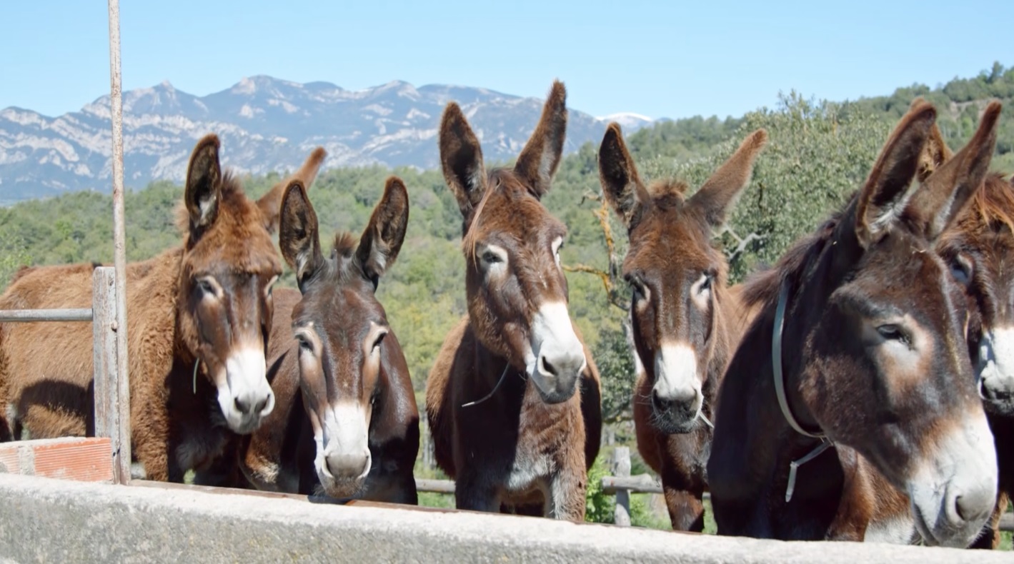 Mi mascota y yo visita Fuives, el centro del burro catalán