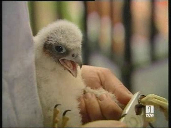 Nacen dos crías de halcón peregrino salvaje en el Museo de América, en ...