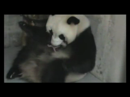 Nacen dos osos panda en el Zoo de Madrid l RTVE.es