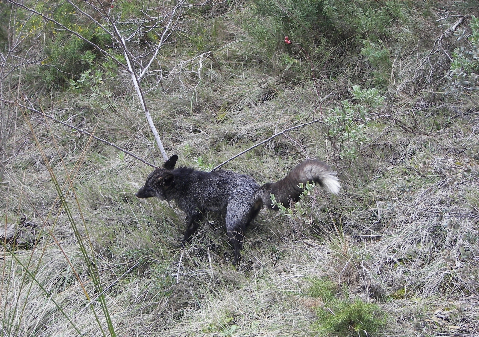 Ocho zorros negros mutantes, únicos en España, viven en la serranía ...