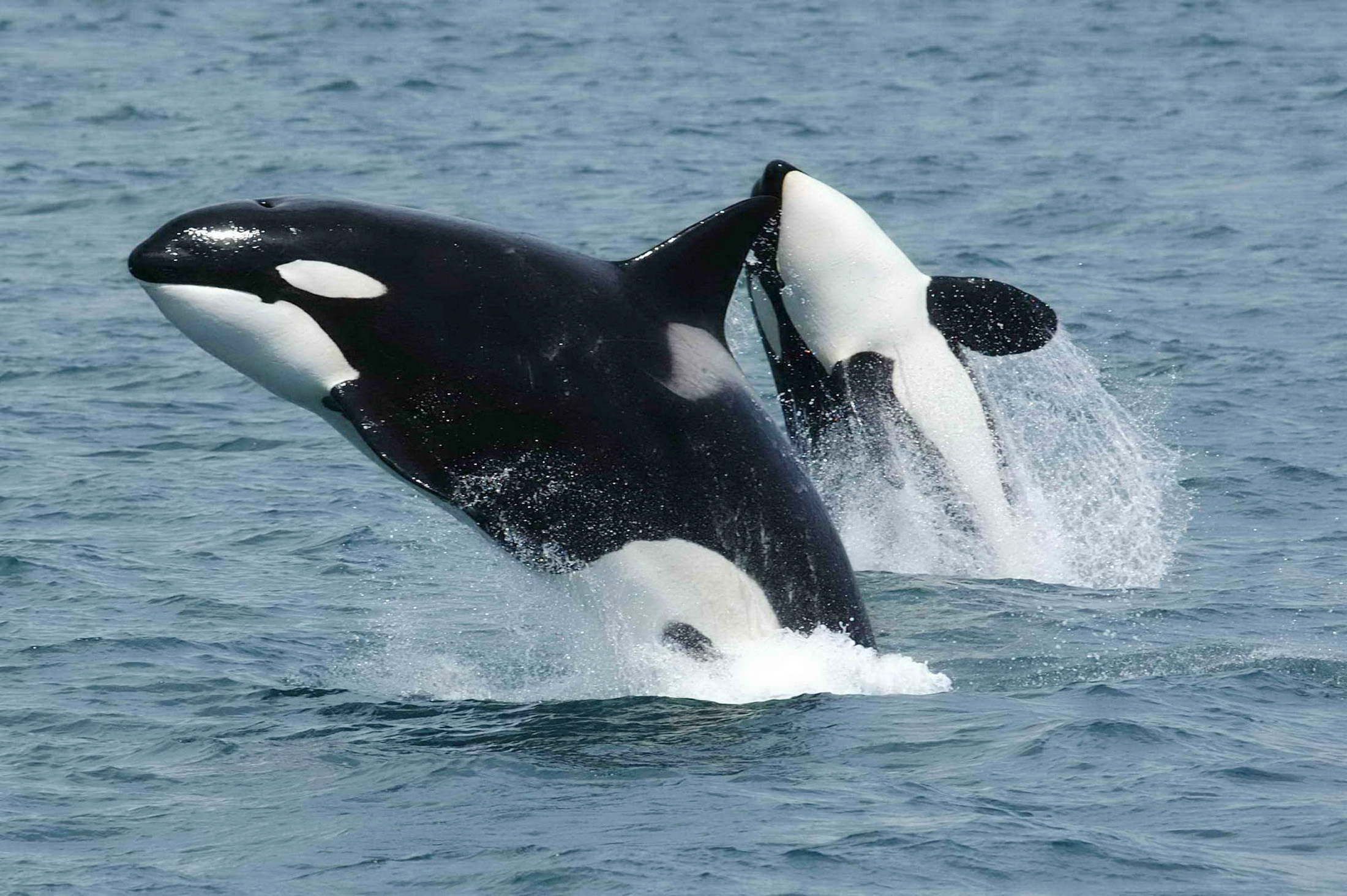 Noticias de ciencia | Orca (Orcinus orca) | RTVE