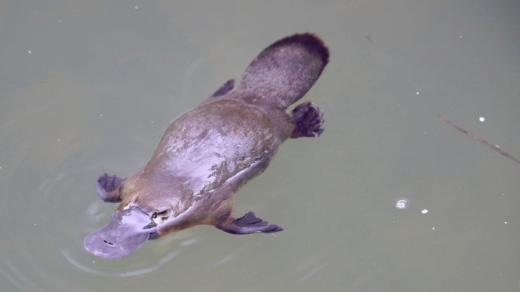 El ornitorrinco se encamina hacia la extinción por culpa del cambio ...