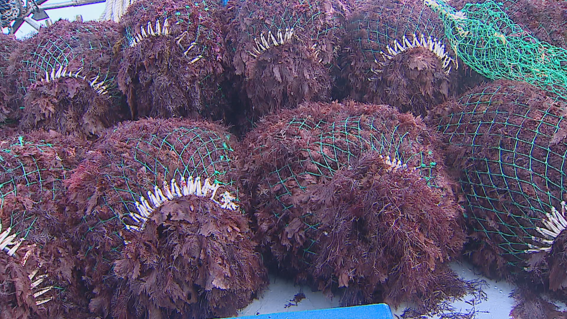 El Oro Rojo, con este nombre se conoce al alga marina OCLE que se ...