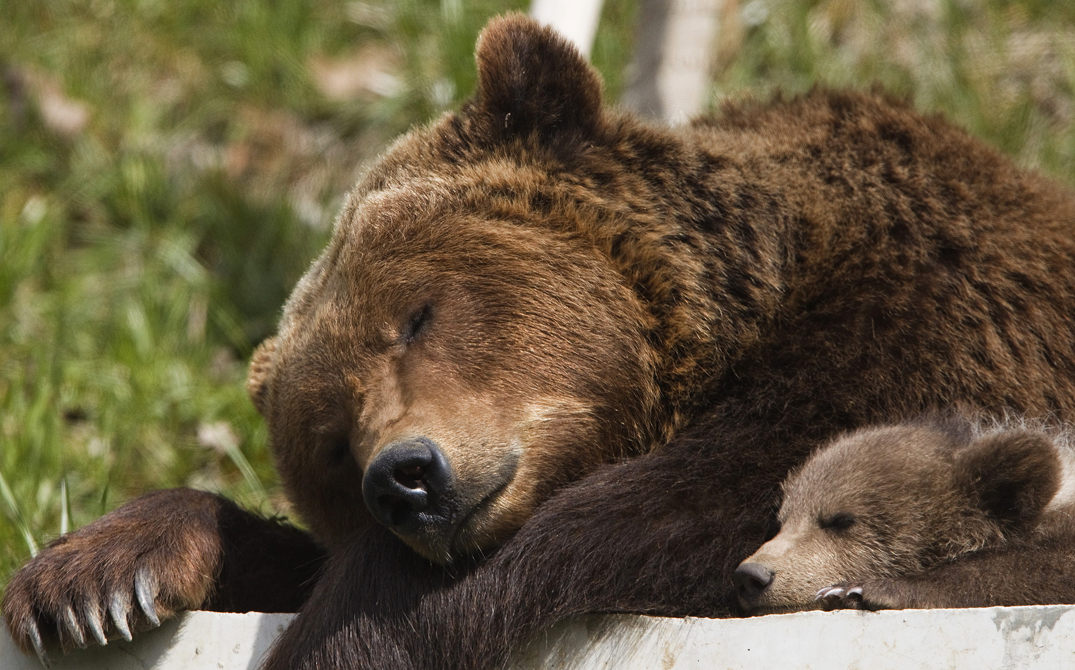 El oso despierta de su letargo y ataca la primera oveja l RTVE.es