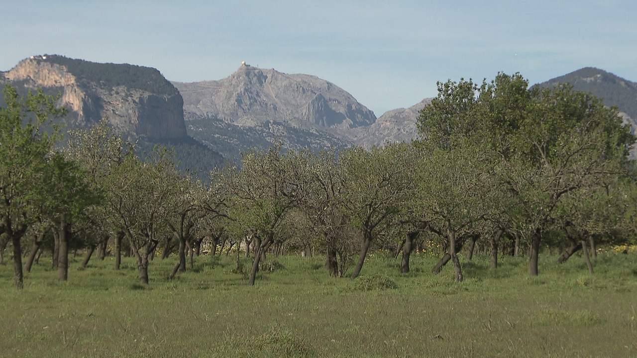 Xylella, la bacteria sin remedio
