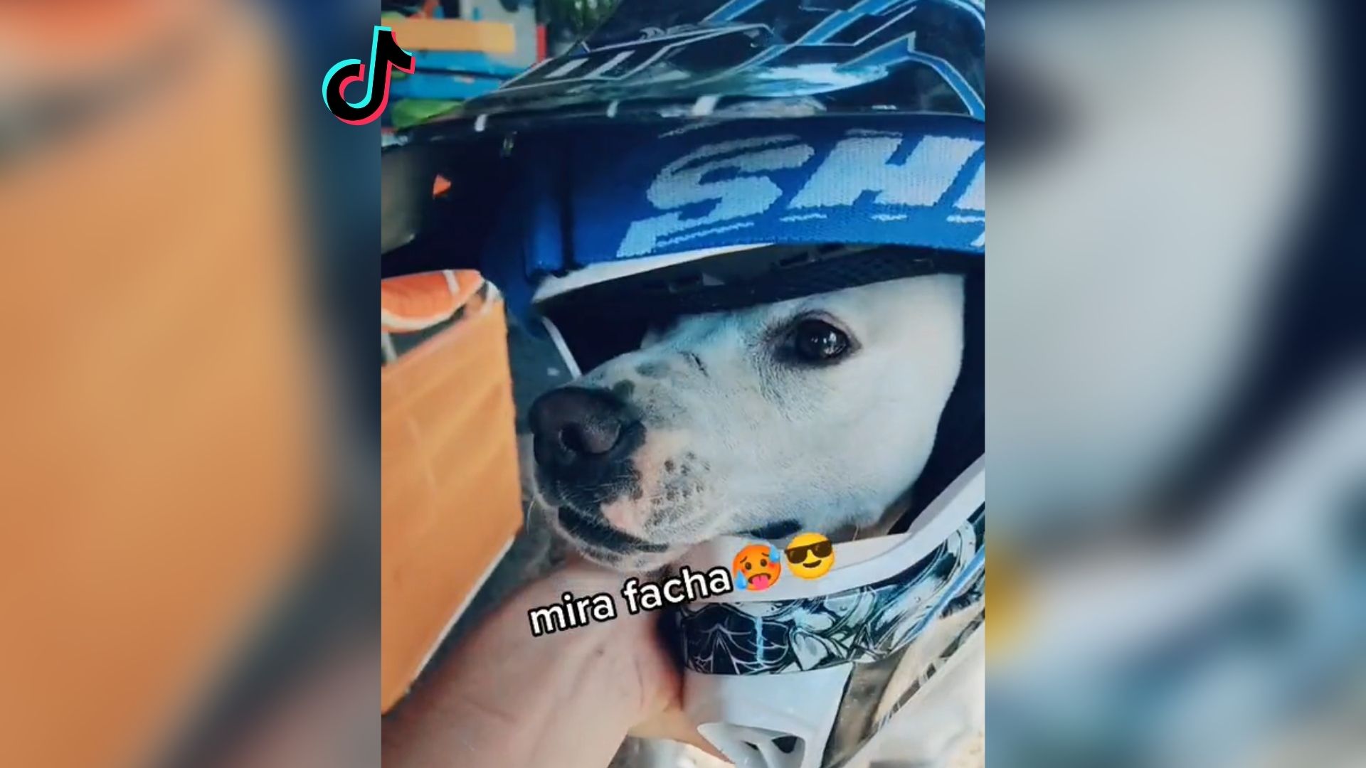 "Eh, pará, emoción" llegó el trend de Tiktok dedicado a los perros