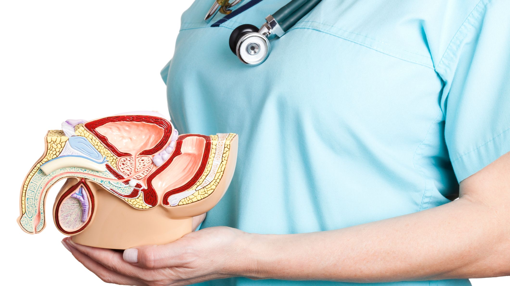 El pene: ese gran desconocido