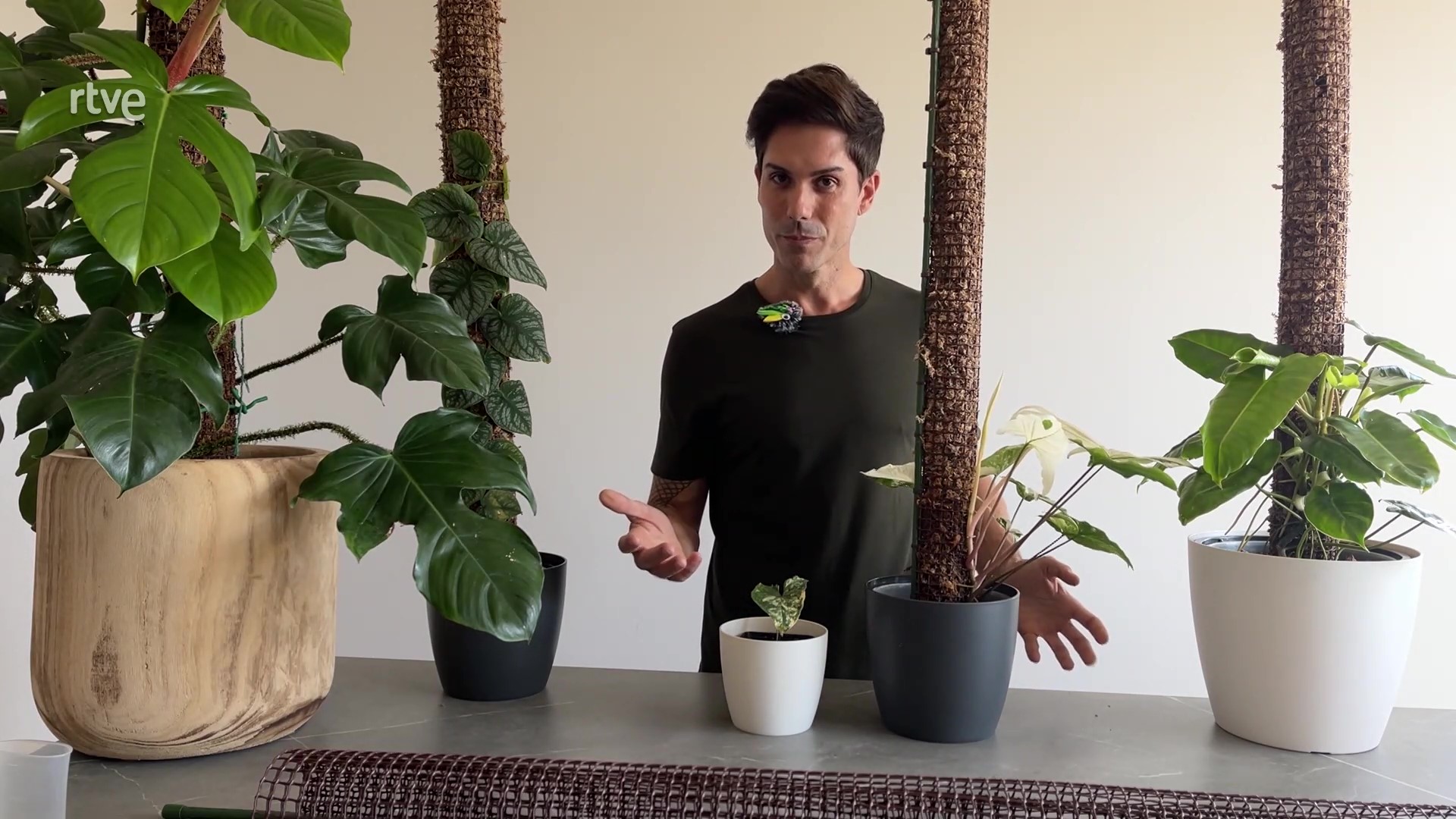 Plantes enfiladisses: com fer-les créixer amb un tutor