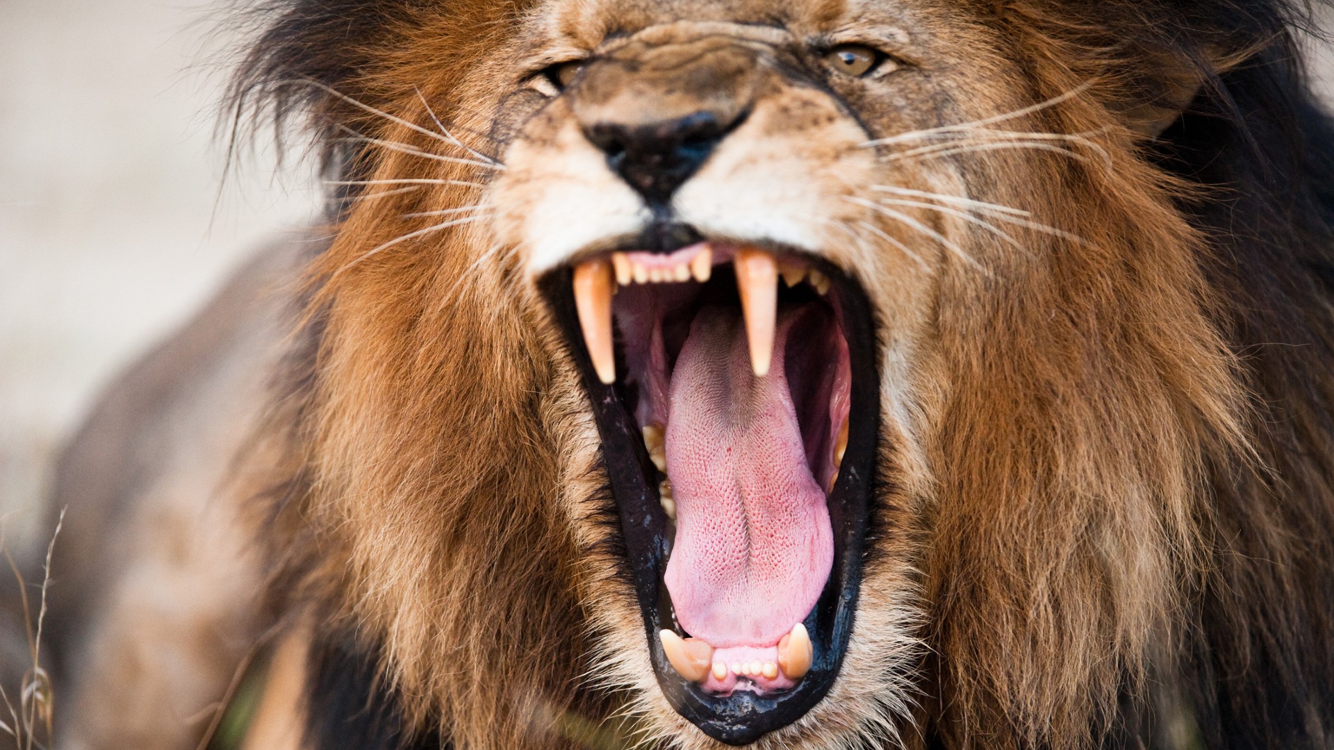 ¿Por qué pueden rugir los felinos?