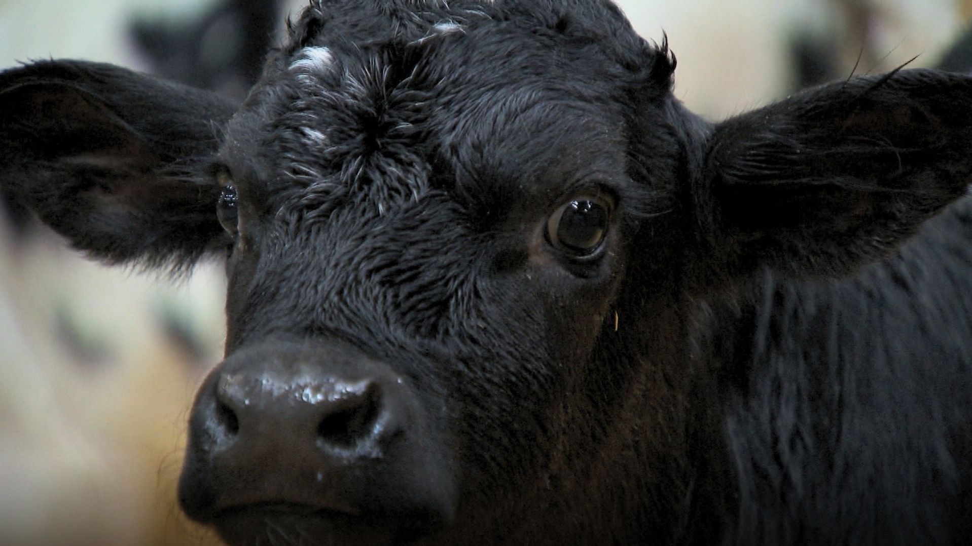 Declarats dos nous focus de Dermatosi Nodular Contagiosa a Peralada i ...