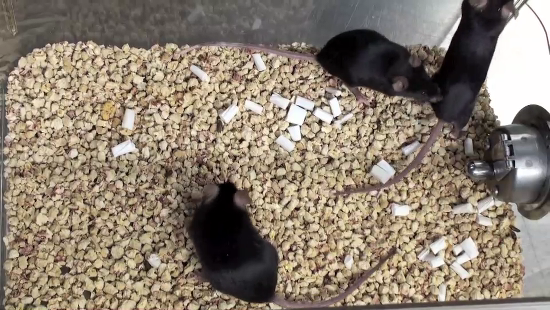 Ciencia: El ratón con un hígado humano | RTVE.es