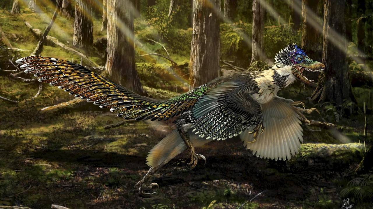 Descubren en China un 'primo' con plumas del velociraptor - RTVE.es