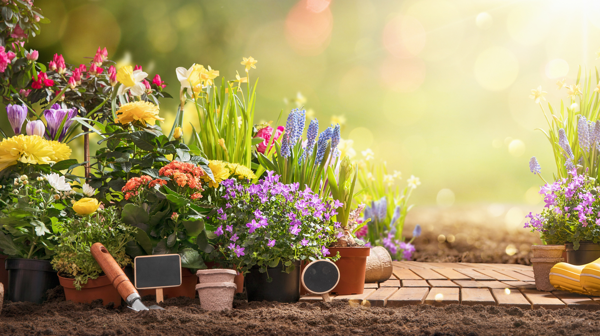 San Valentín: ¿Qué flores puedes regalar?