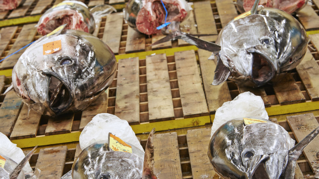 Sanidad desaconseja tomar pescados con altos niveles de mercurio - RTVE.es