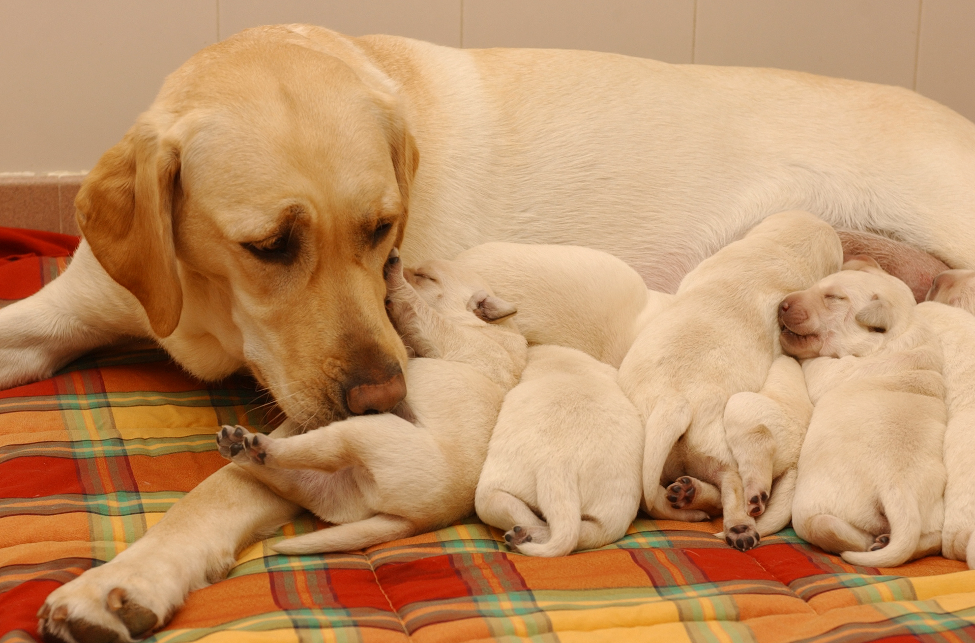 Se buscan voluntarios para adoptar cachorros de perros guía
