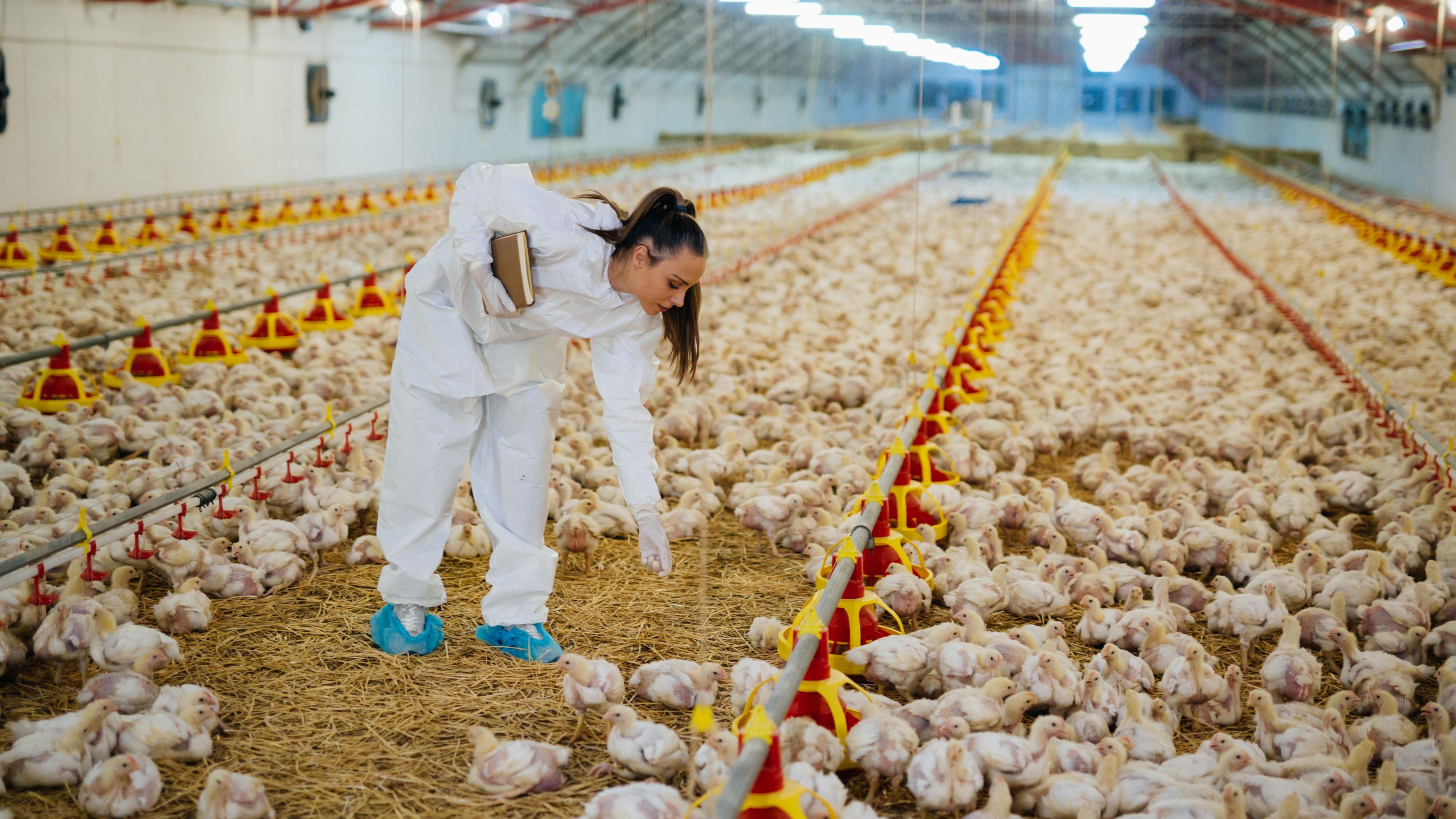 El sector del huevo se blinda con bioseguridad ante la gripe aviar