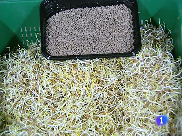 ¿Qué son los brotes germinados? Os lo explicamos - RTVE.es