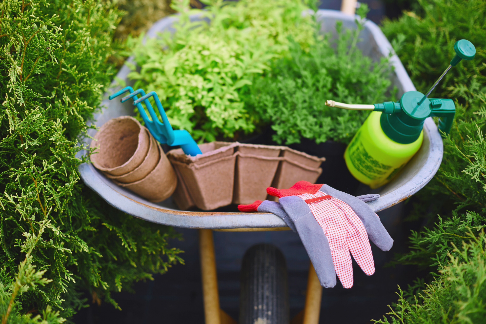 Trucos de jardinería: Cuidados para plantas de interior l RTVE