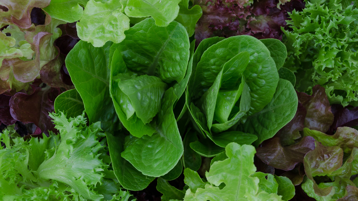 Las verduras de hoja verde protegen la salud intestinal | RTVE.es