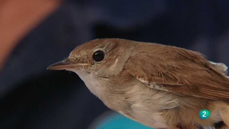 Volando voy, volando vengo (1ª parte)